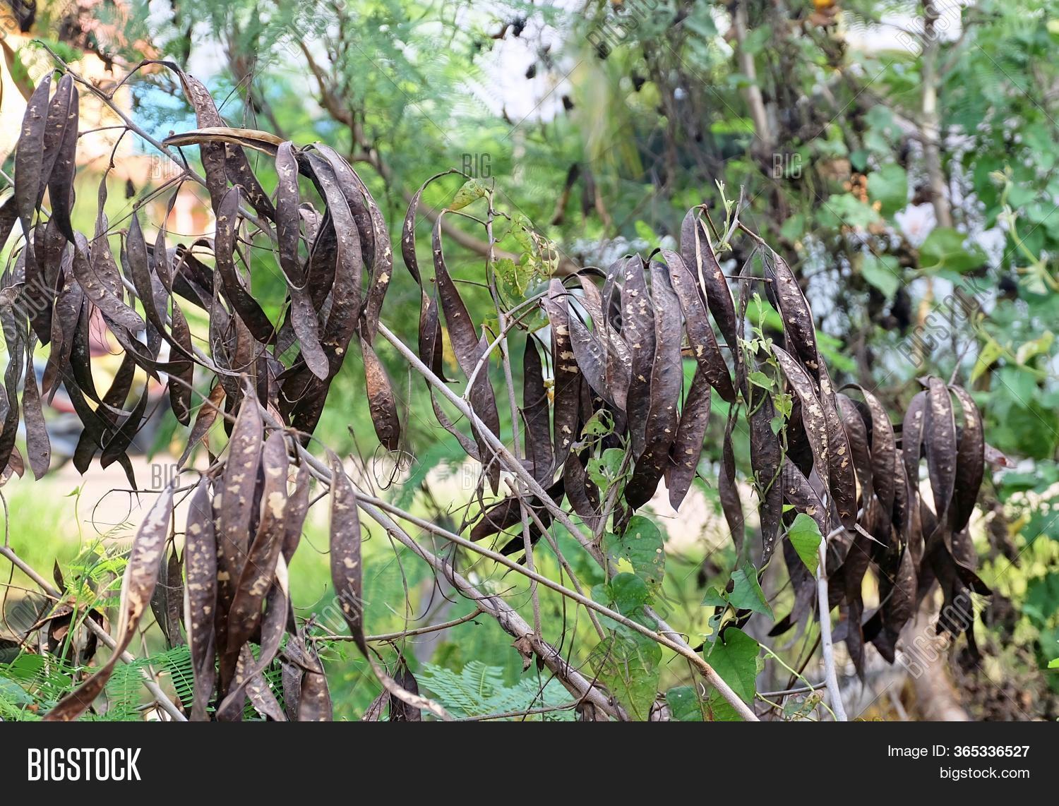 Dead Acacia Image & Photo (Free Trial) | Bigstock