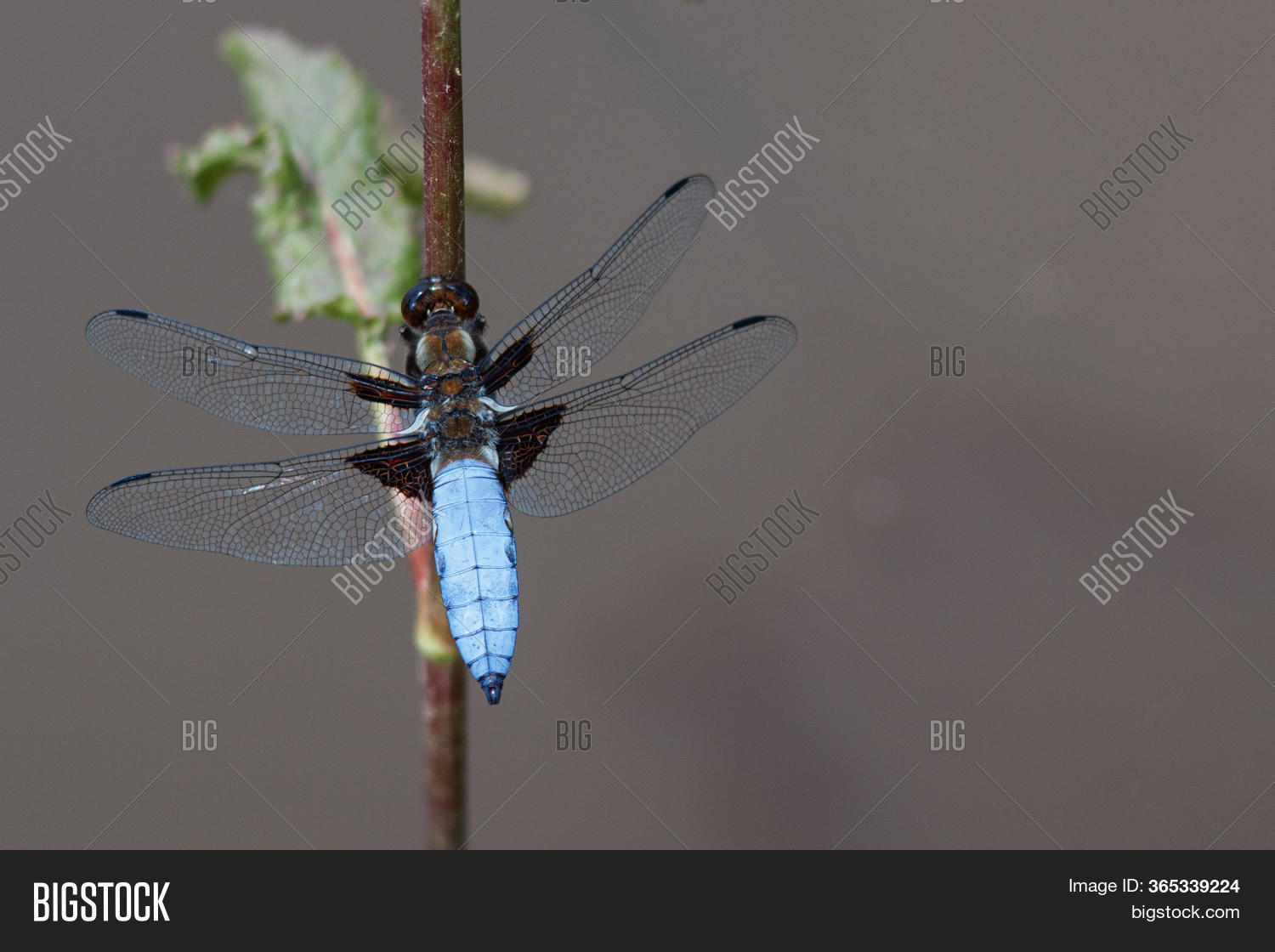 Beautiful Blue Image & Photo (Free Trial) | Bigstock