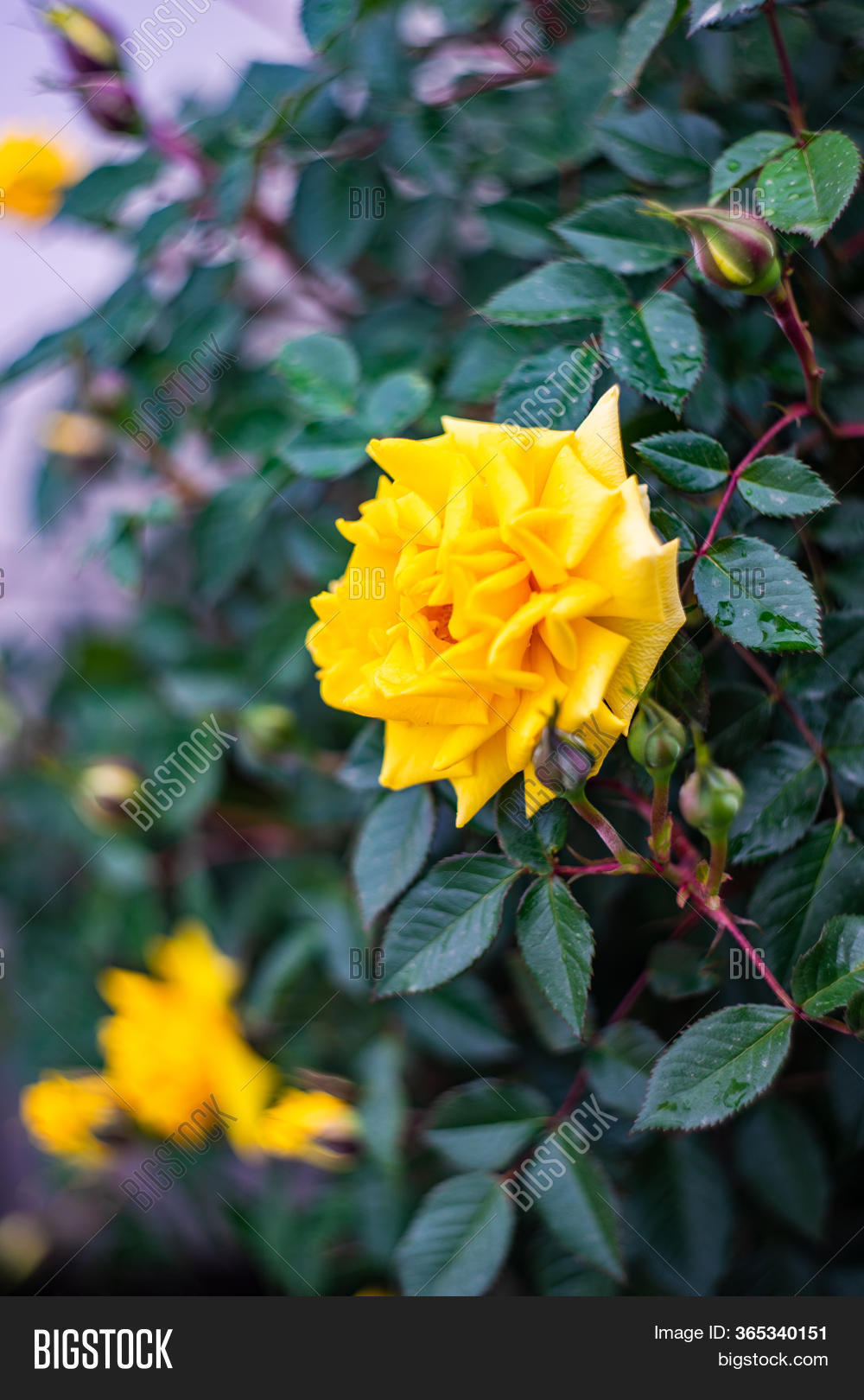 Bright Color Rose Image & Photo (Free Trial) | Bigstock