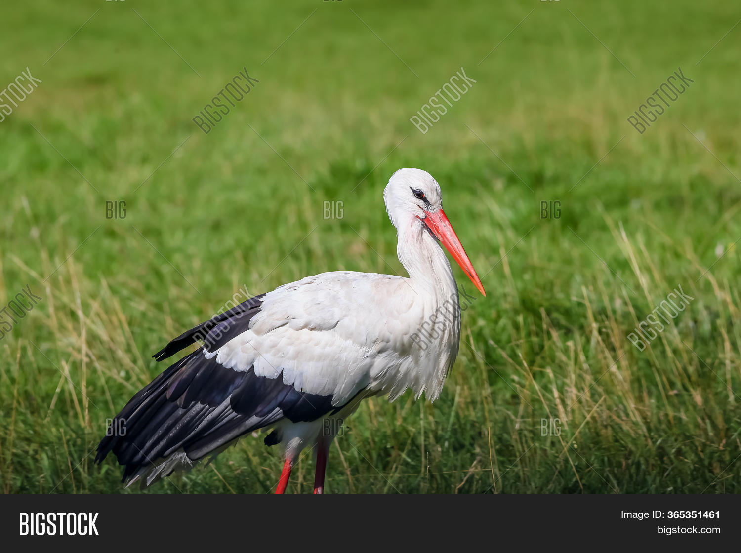 White Stork Feeding Image & Photo (Free Trial) | Bigstock