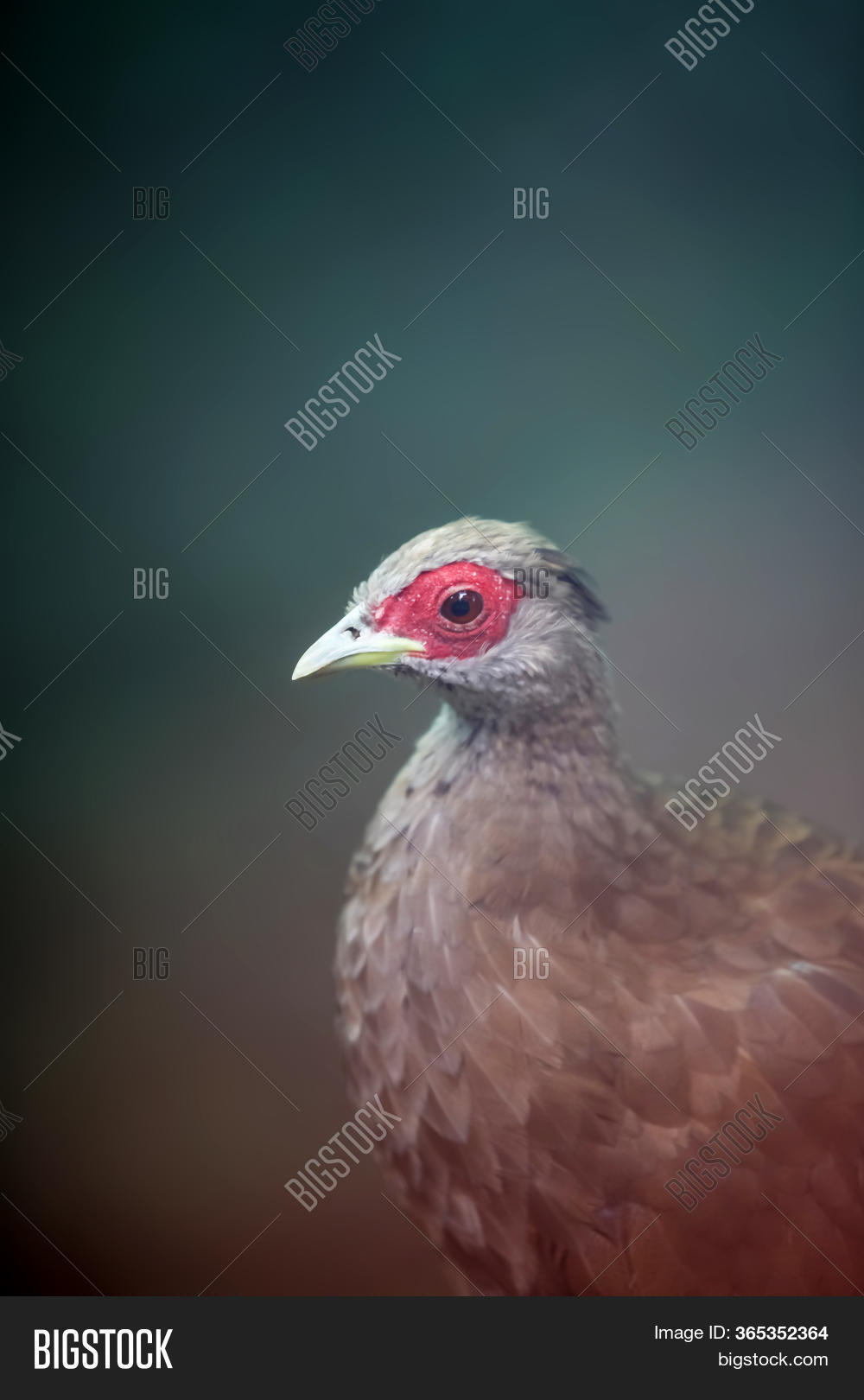 Manipur Bush Quail Image & Photo (Free Trial) | Bigstock