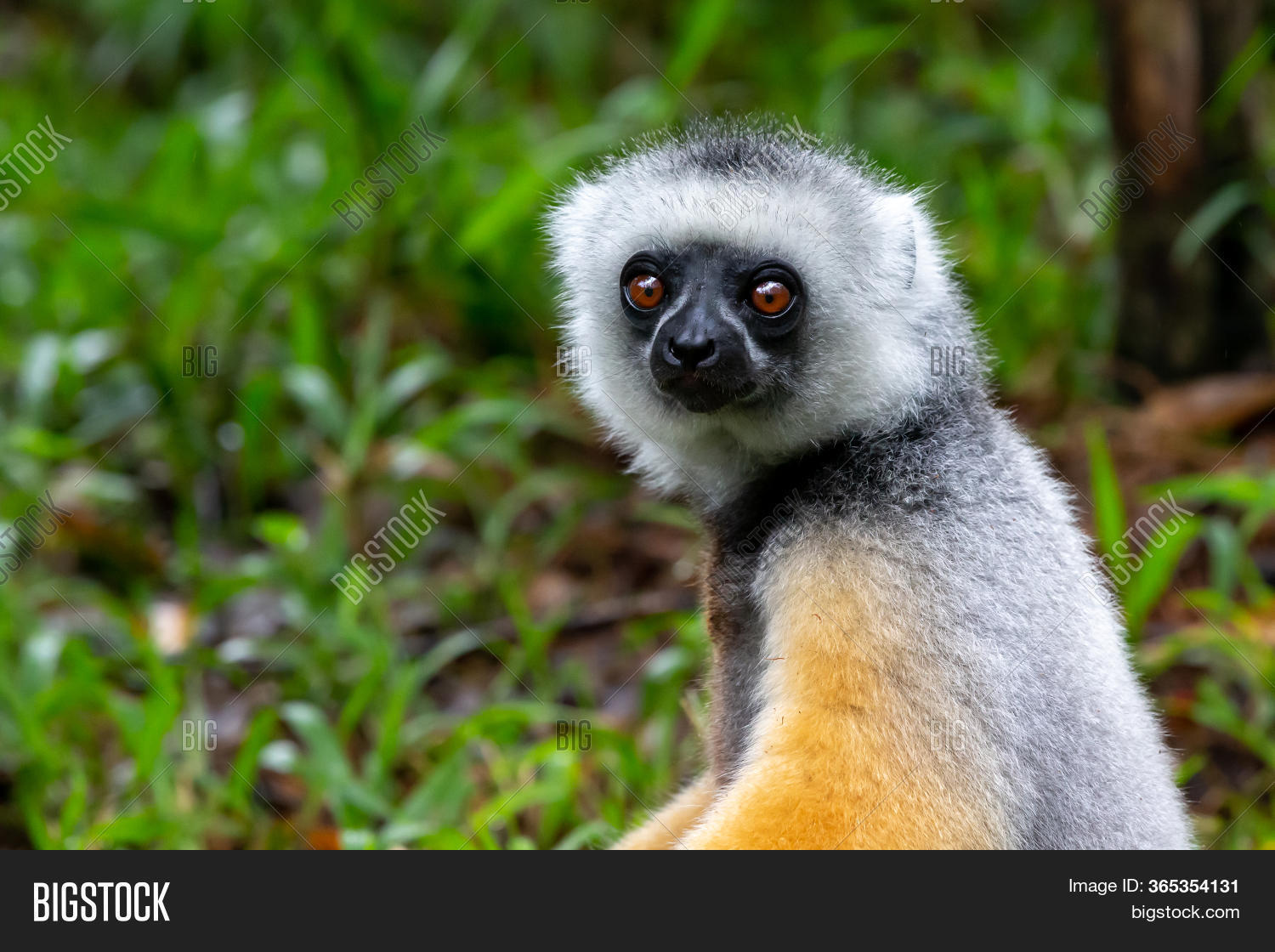 Sifaka Lemur Sits Image & Photo (Free Trial) | Bigstock