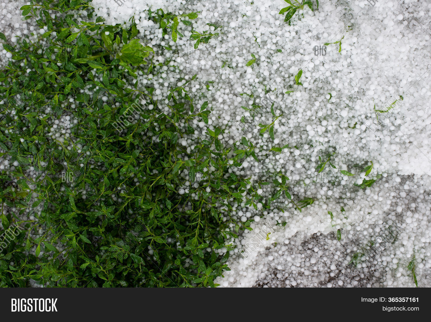 Many Hails On Green Image & Photo (Free Trial) | Bigstock