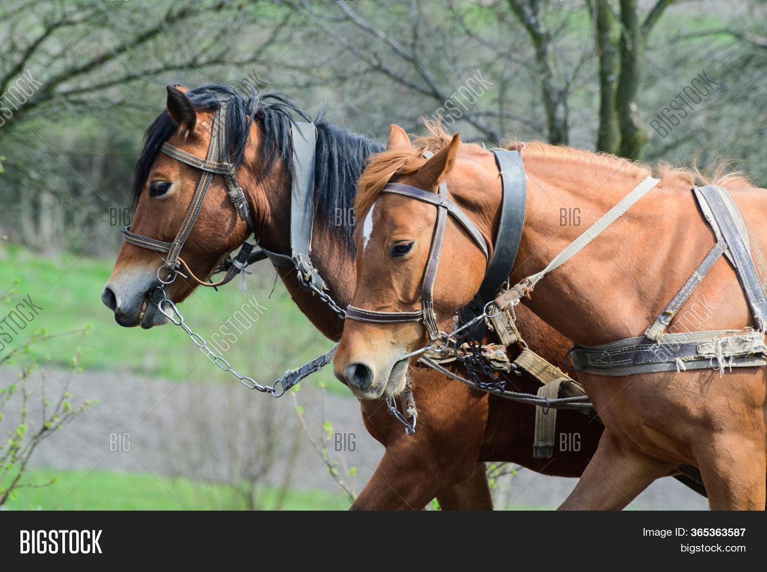 Harnessed Horses Image & Photo (Free Trial) | Bigstock
