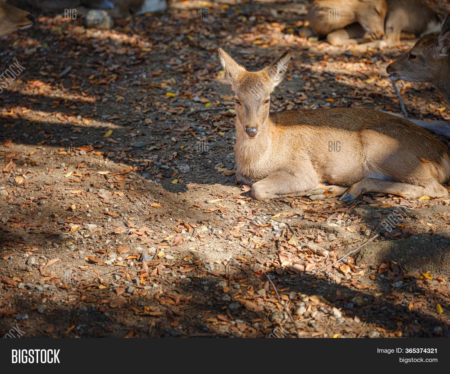 Nara Deer Nara Park Image & Photo (Free Trial) | Bigstock