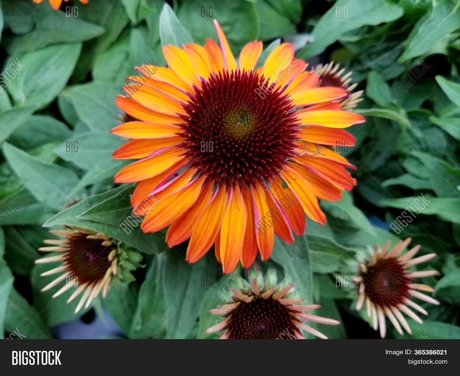 Orange Coneflower ' Image & Photo (Free Trial) | Bigstock