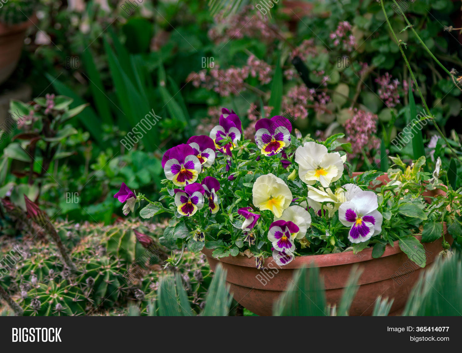 Beautiful Blooming Image & Photo (Free Trial) | Bigstock