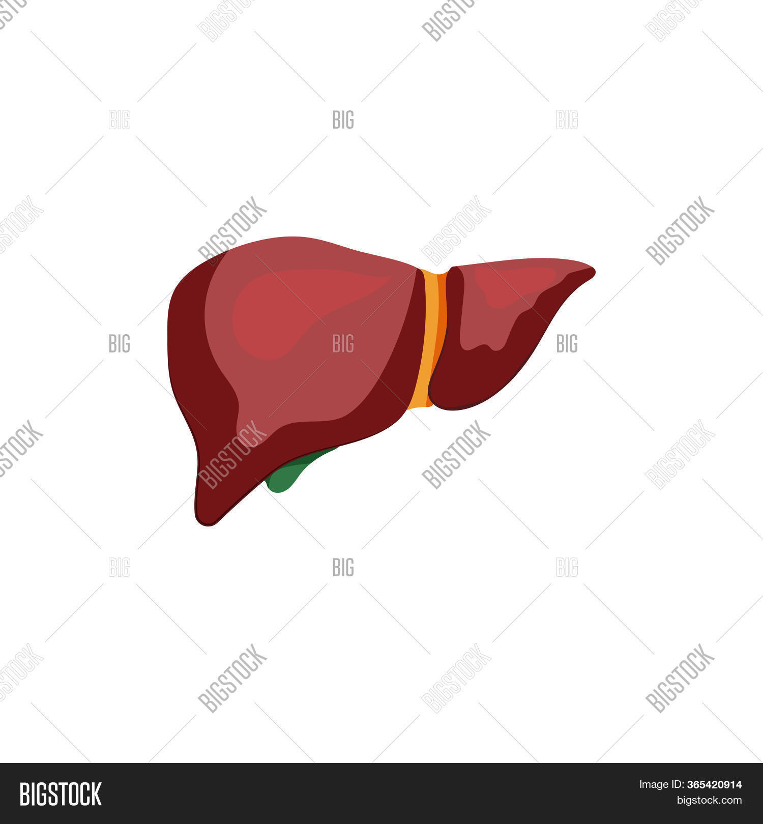 Human Liver Image & Photo (Free Trial) | Bigstock