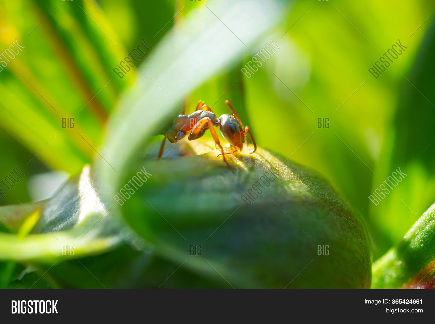 Ant On Green Plant Image & Photo (Free Trial) | Bigstock