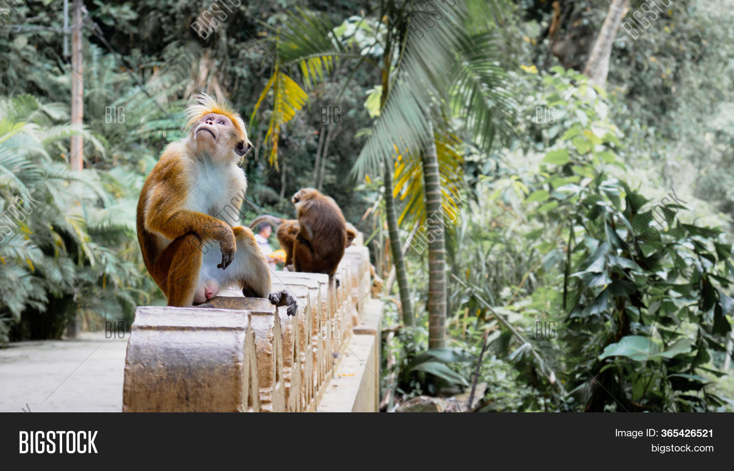 Relaxing Time Monkey Image & Photo (Free Trial) | Bigstock