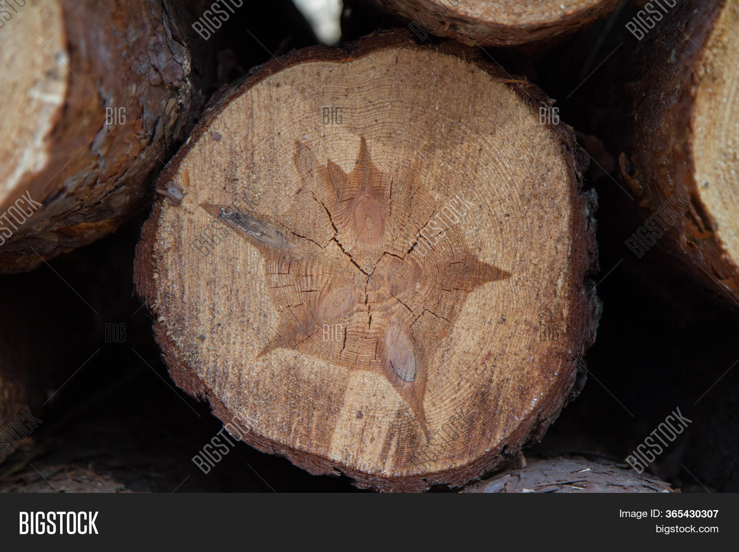Tree Trunk Cross Image & Photo (Free Trial) | Bigstock