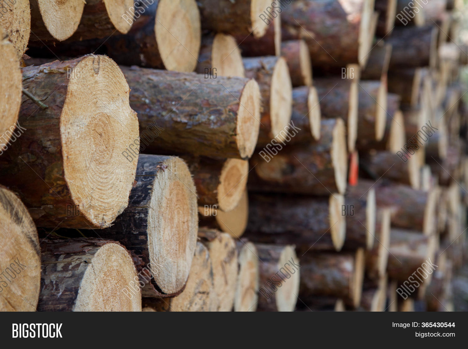 Cut Down Tree Trunks Image & Photo (Free Trial) | Bigstock