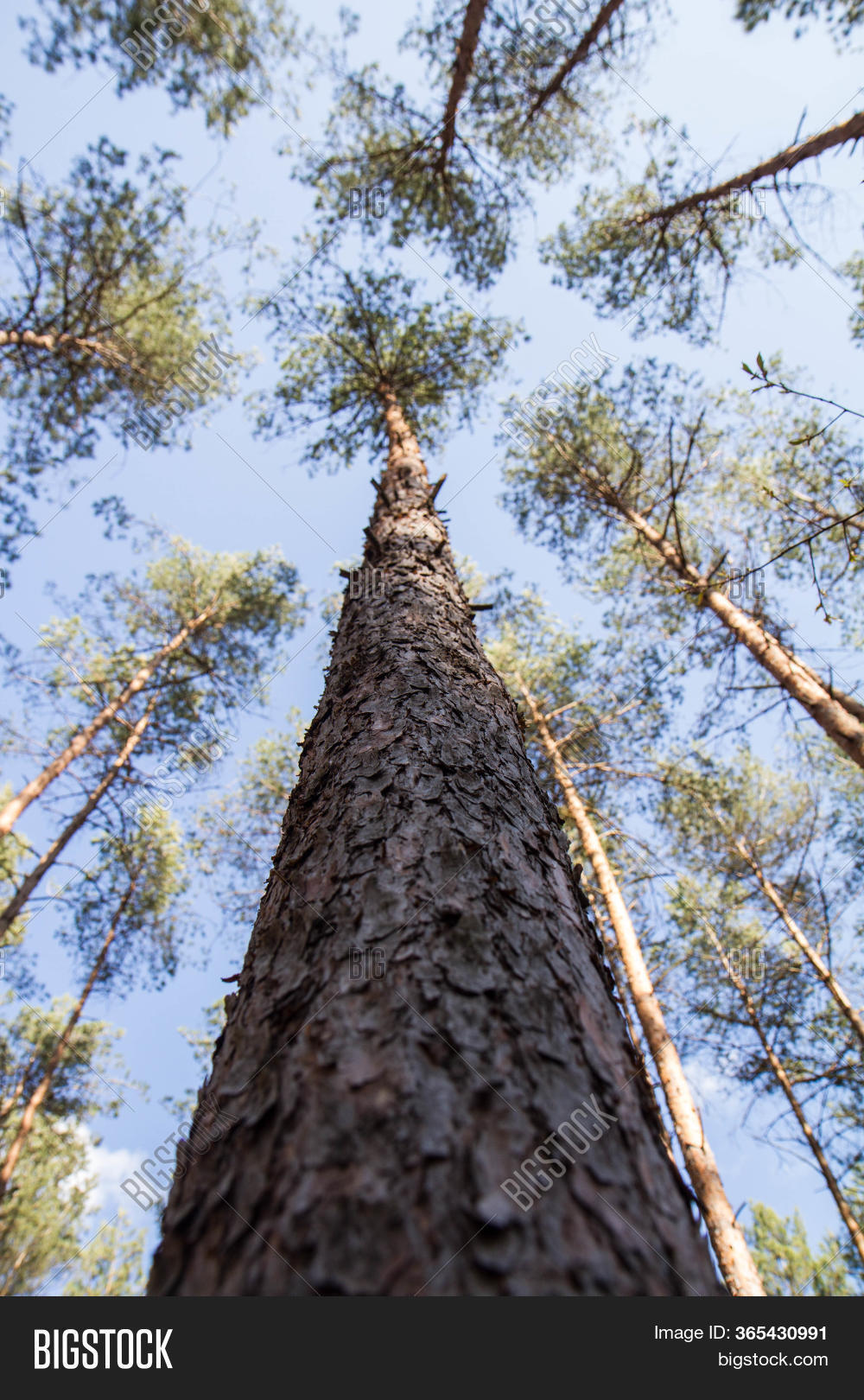 Pine Trees Forest Seen Image & Photo (Free Trial) | Bigstock