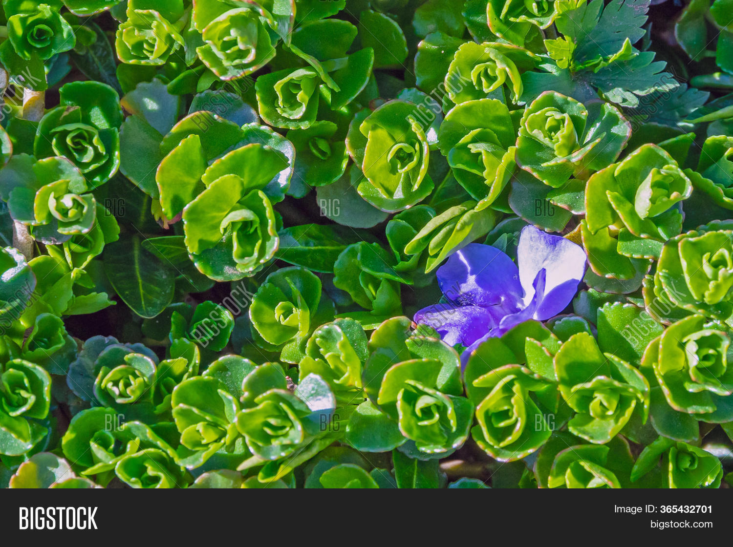 Beautiful Green Leaf Image & Photo (Free Trial) | Bigstock