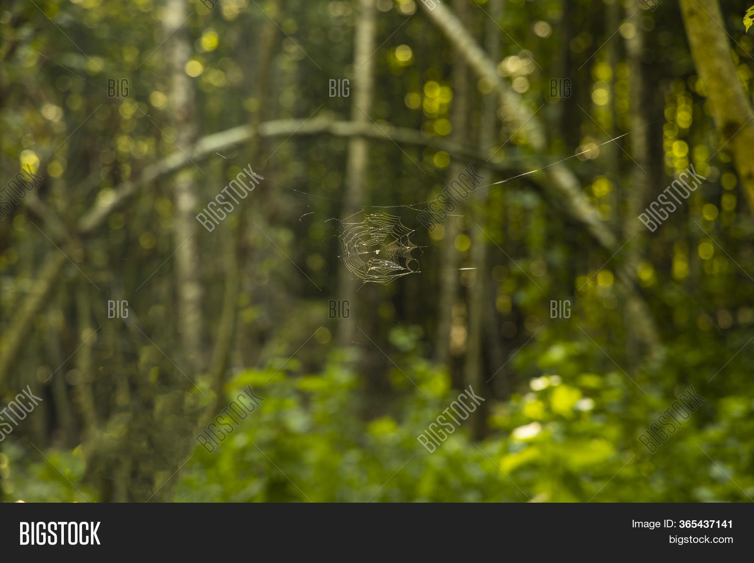 Spider Web Hanging On Image & Photo (Free Trial) | Bigstock