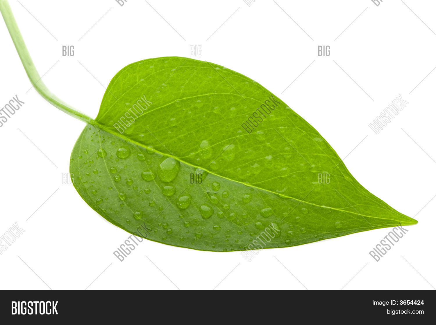 Leaf Green Fresh Image & Photo (Free Trial) | Bigstock