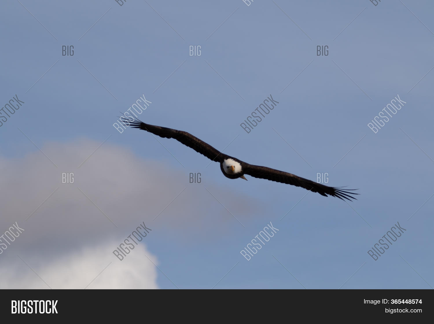 Single Bald Eagle Image & Photo (Free Trial) | Bigstock