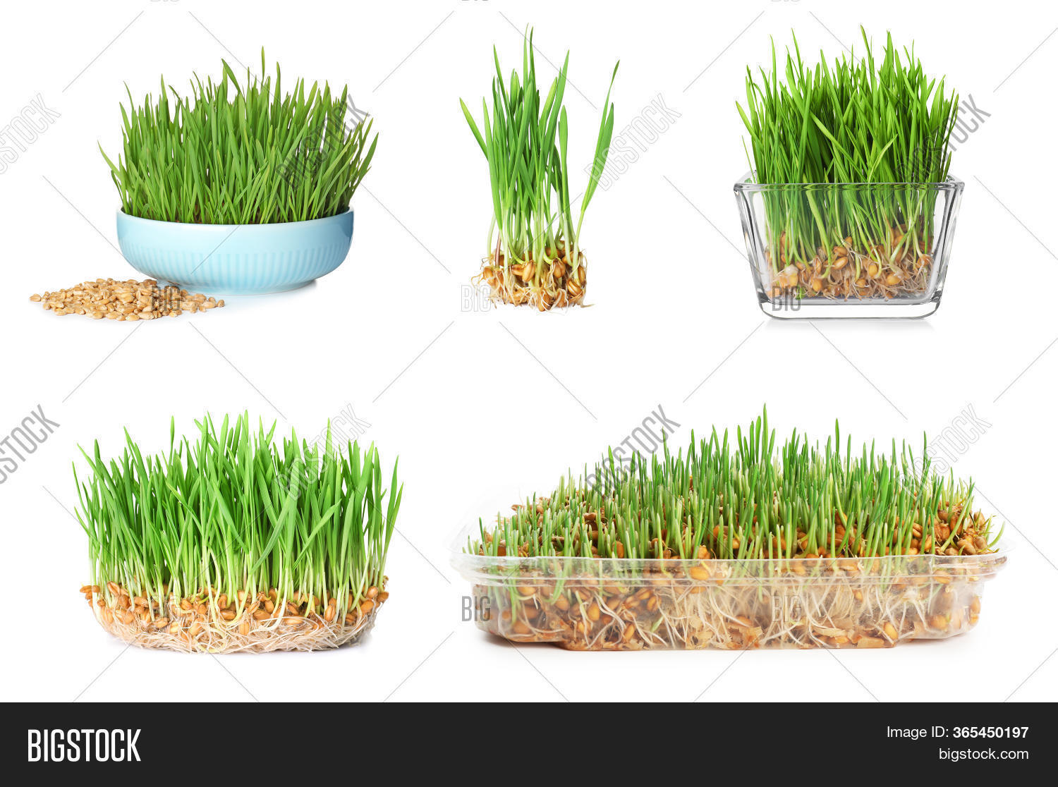 Set Fresh Wheat Grass Image & Photo (Free Trial) | Bigstock