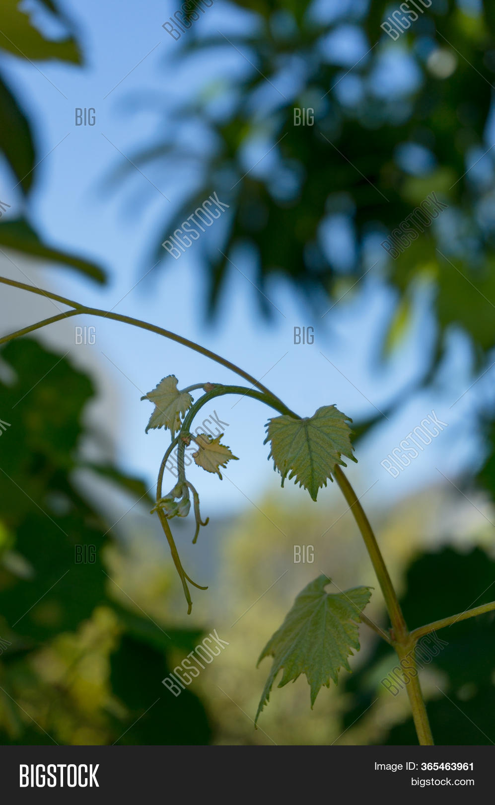Grape Vine Closeup. Image & Photo (Free Trial) | Bigstock