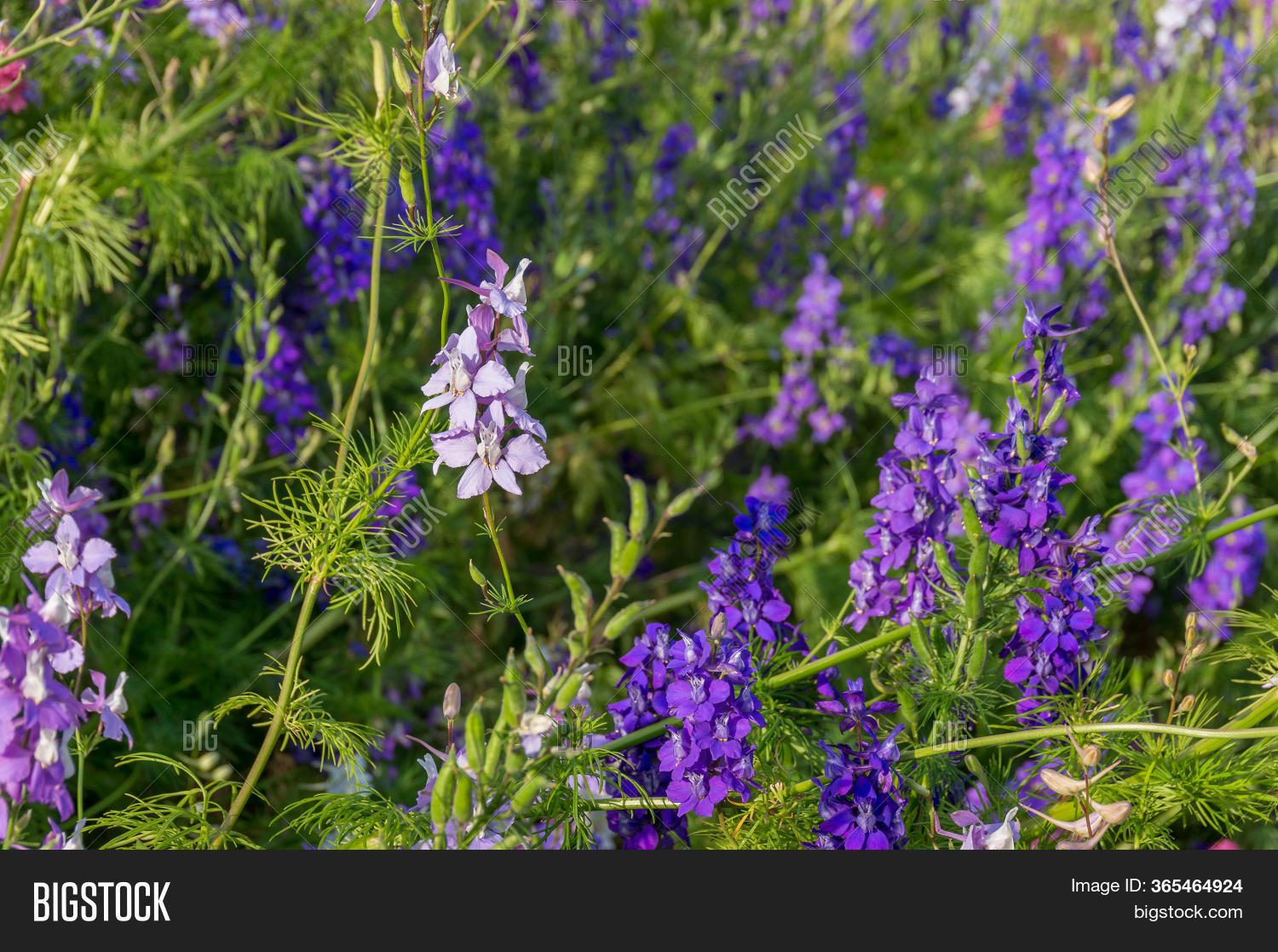 Purple Blue Wild Image & Photo (Free Trial) | Bigstock