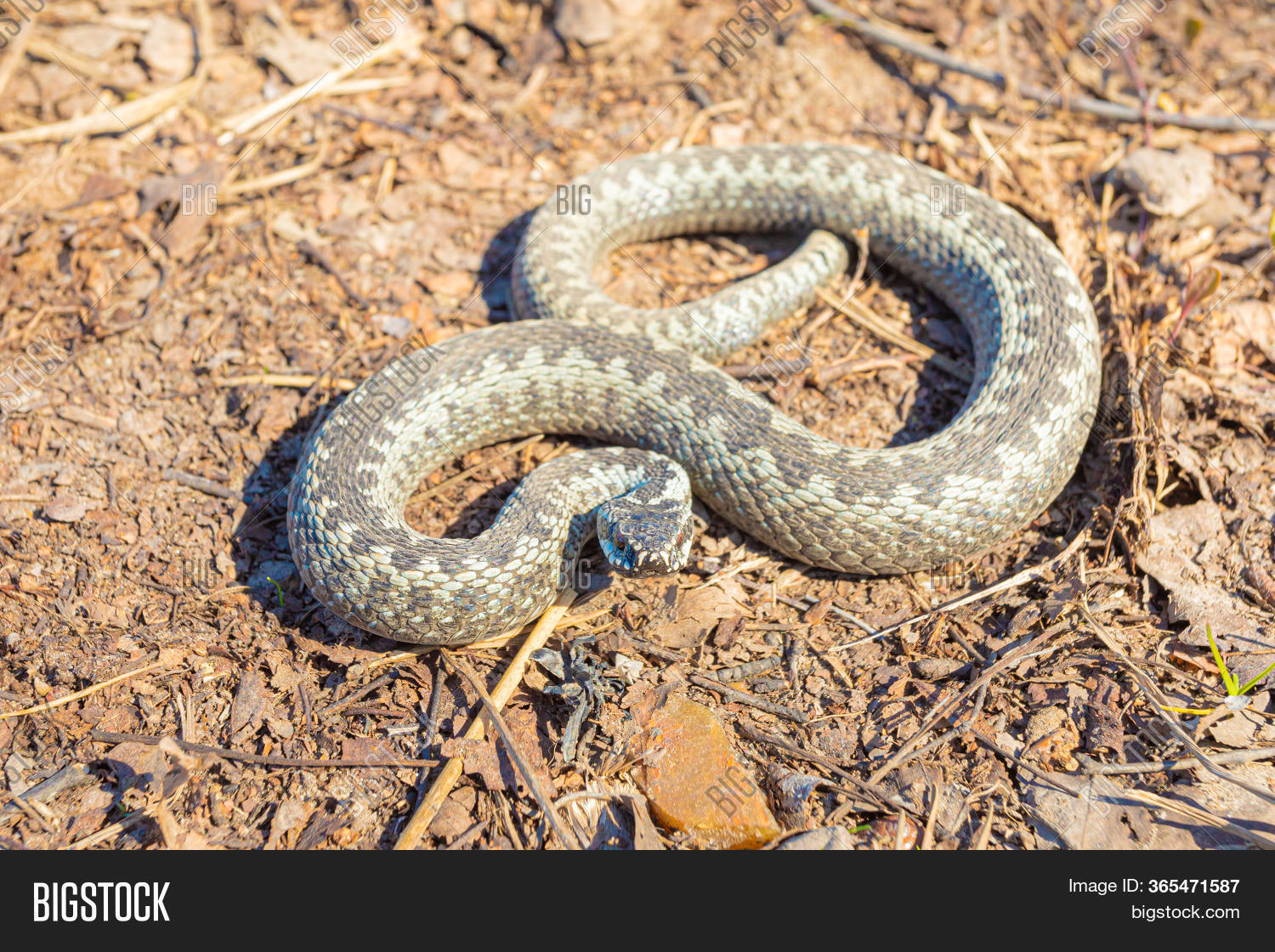Grey Viper Adder Image & Photo (Free Trial) | Bigstock