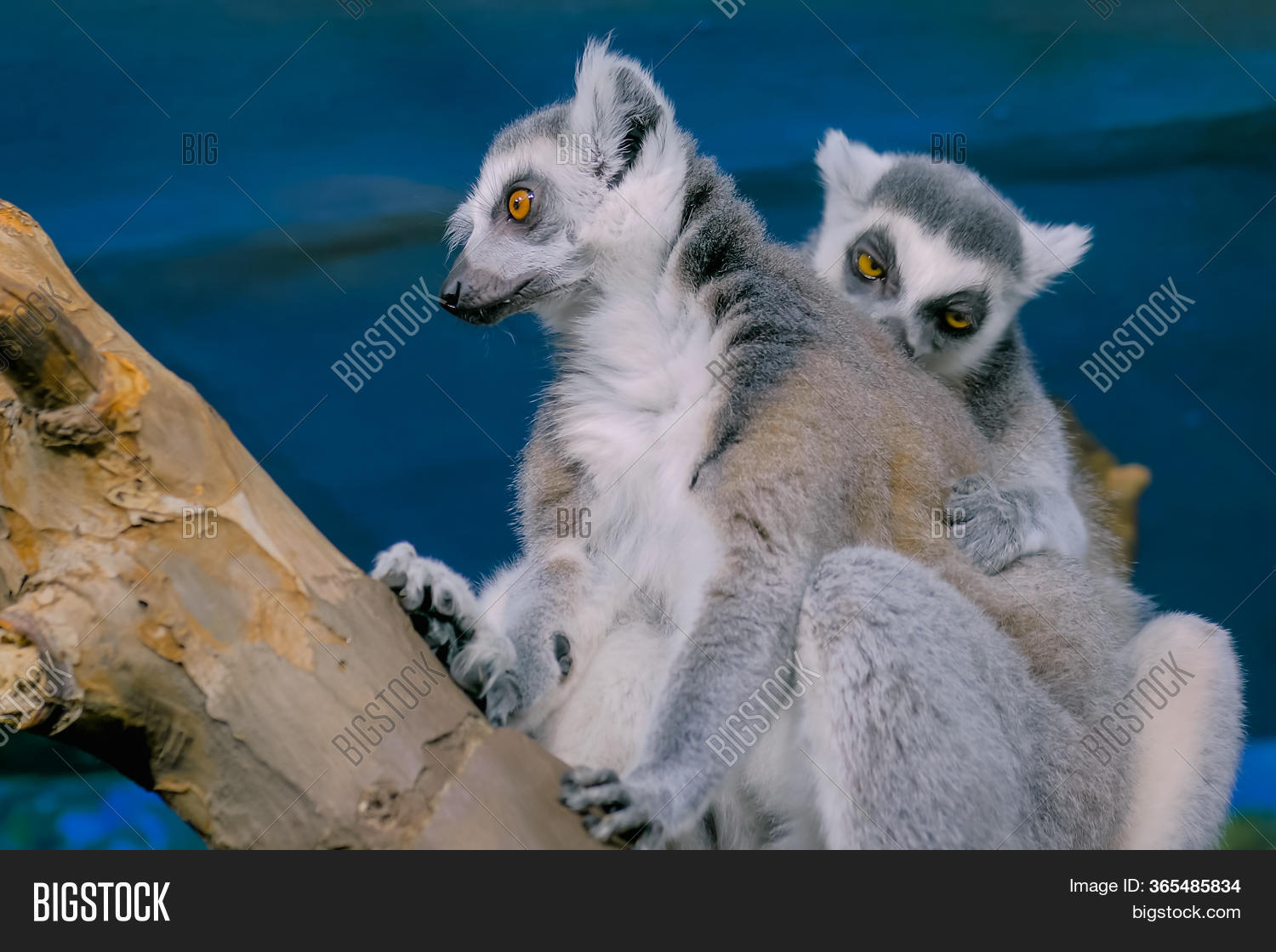 Two Funny Lemurs Image & Photo (Free Trial) | Bigstock