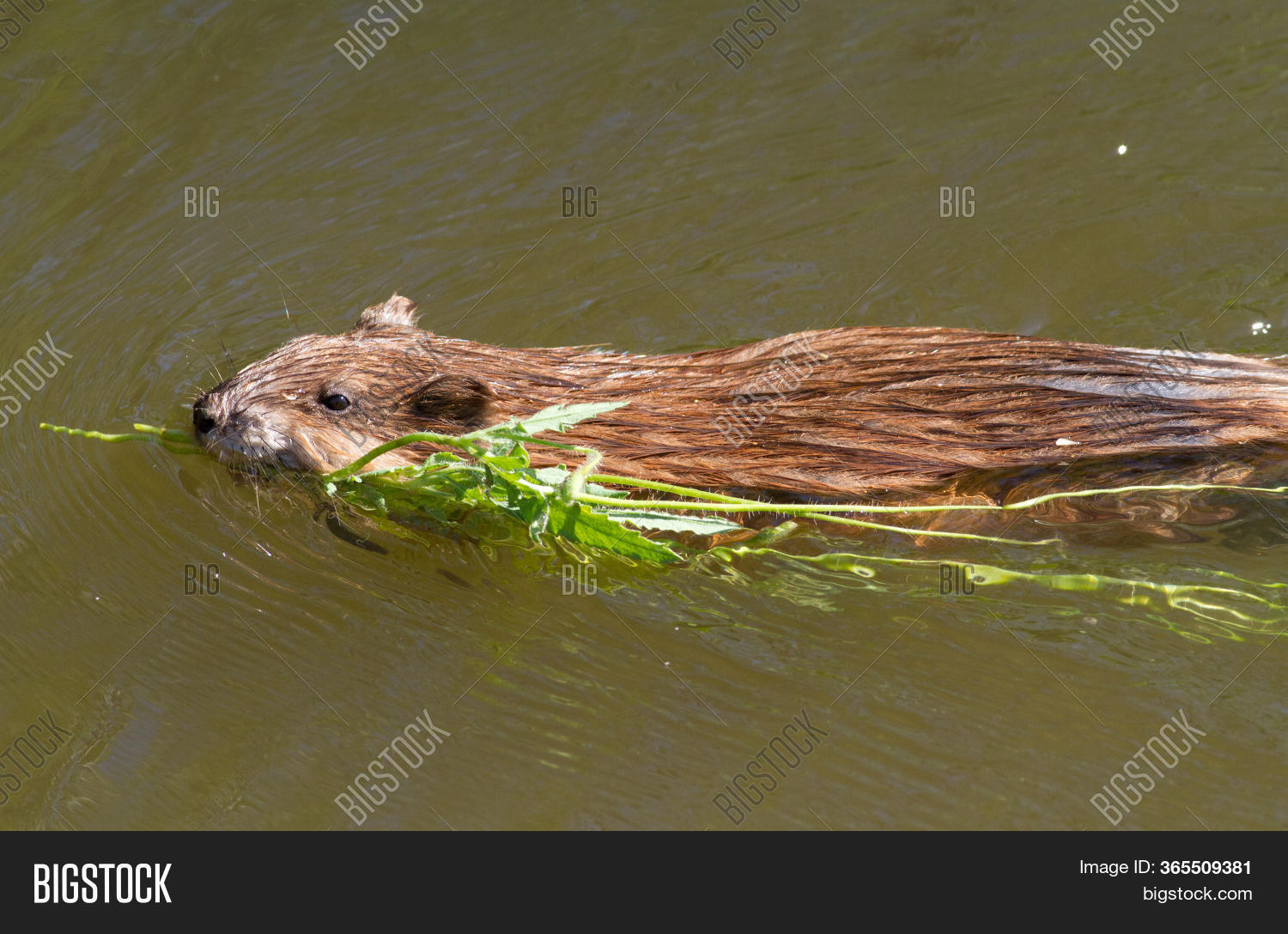 Muskrat, Musquash, Image & Photo (Free Trial) | Bigstock