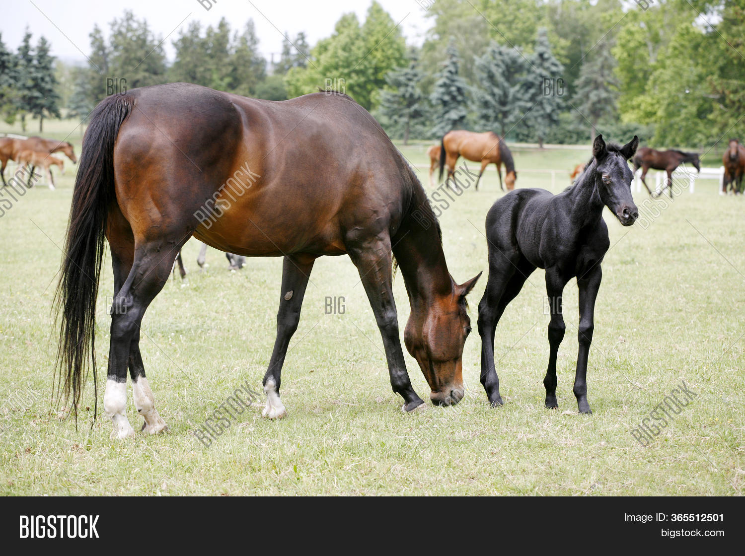 Beautiful Thoroughbred Image & Photo (Free Trial) | Bigstock