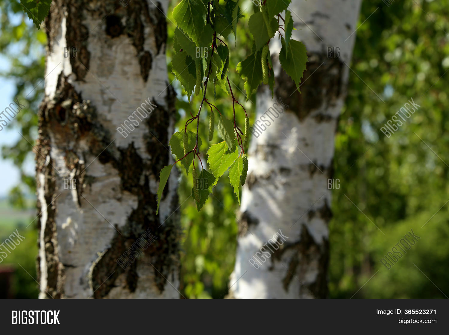 Birch Branch Foliage Image & Photo (Free Trial) | Bigstock