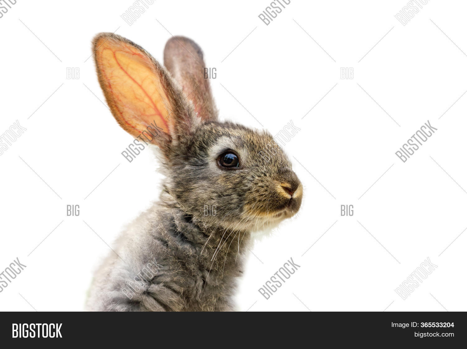 Furry Cute Rabbit On Image & Photo (Free Trial) | Bigstock