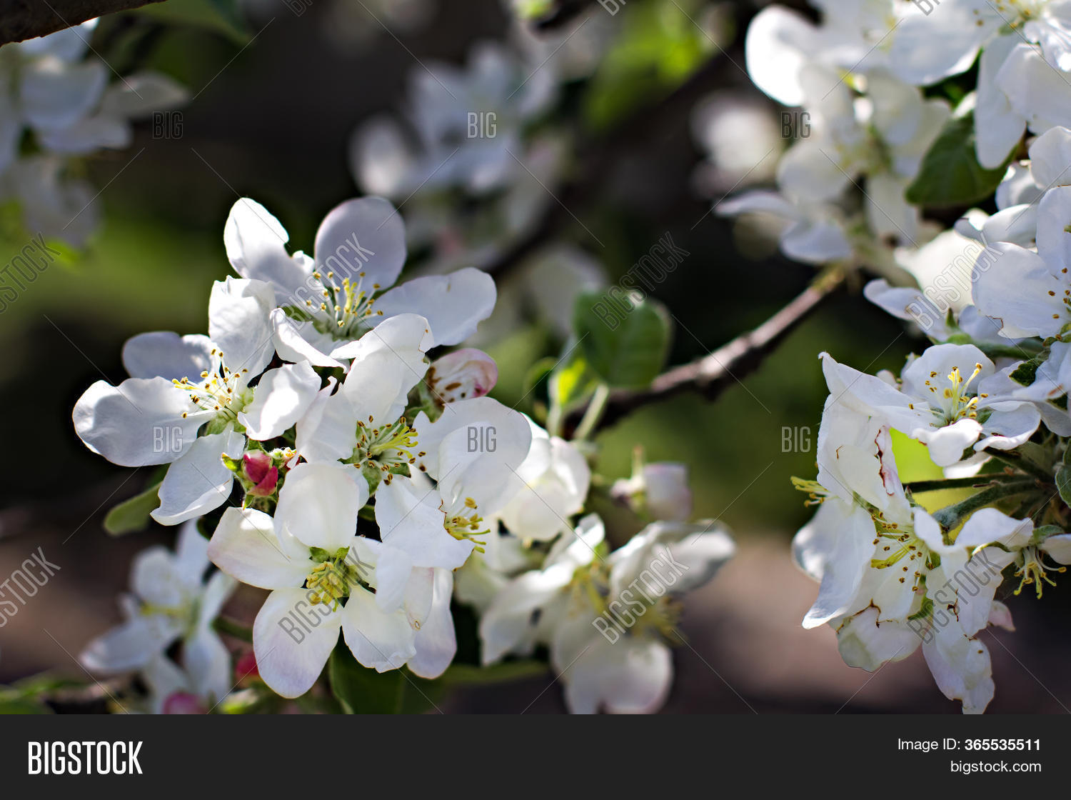 Flowering Apple Tree. Image & Photo (Free Trial) | Bigstock