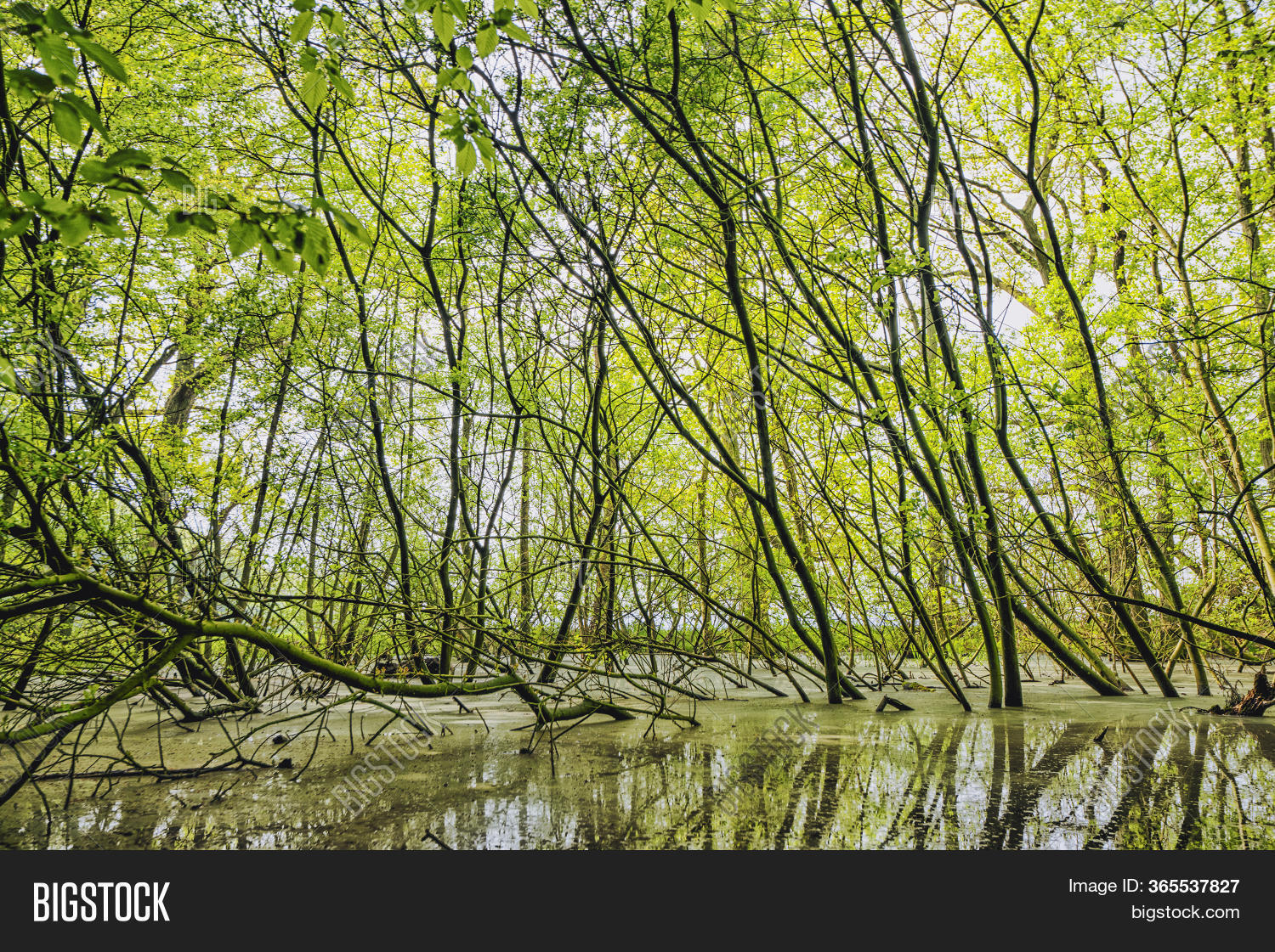 Green Beech Branches Image & Photo (Free Trial) | Bigstock