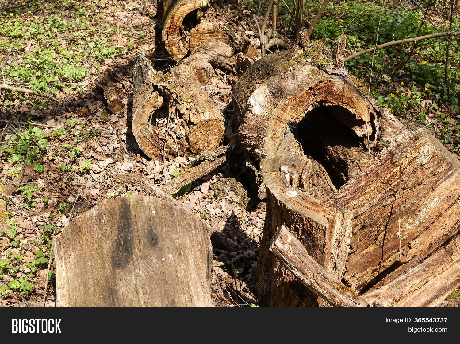 Large Tree Broken By Image & Photo (Free Trial) | Bigstock
