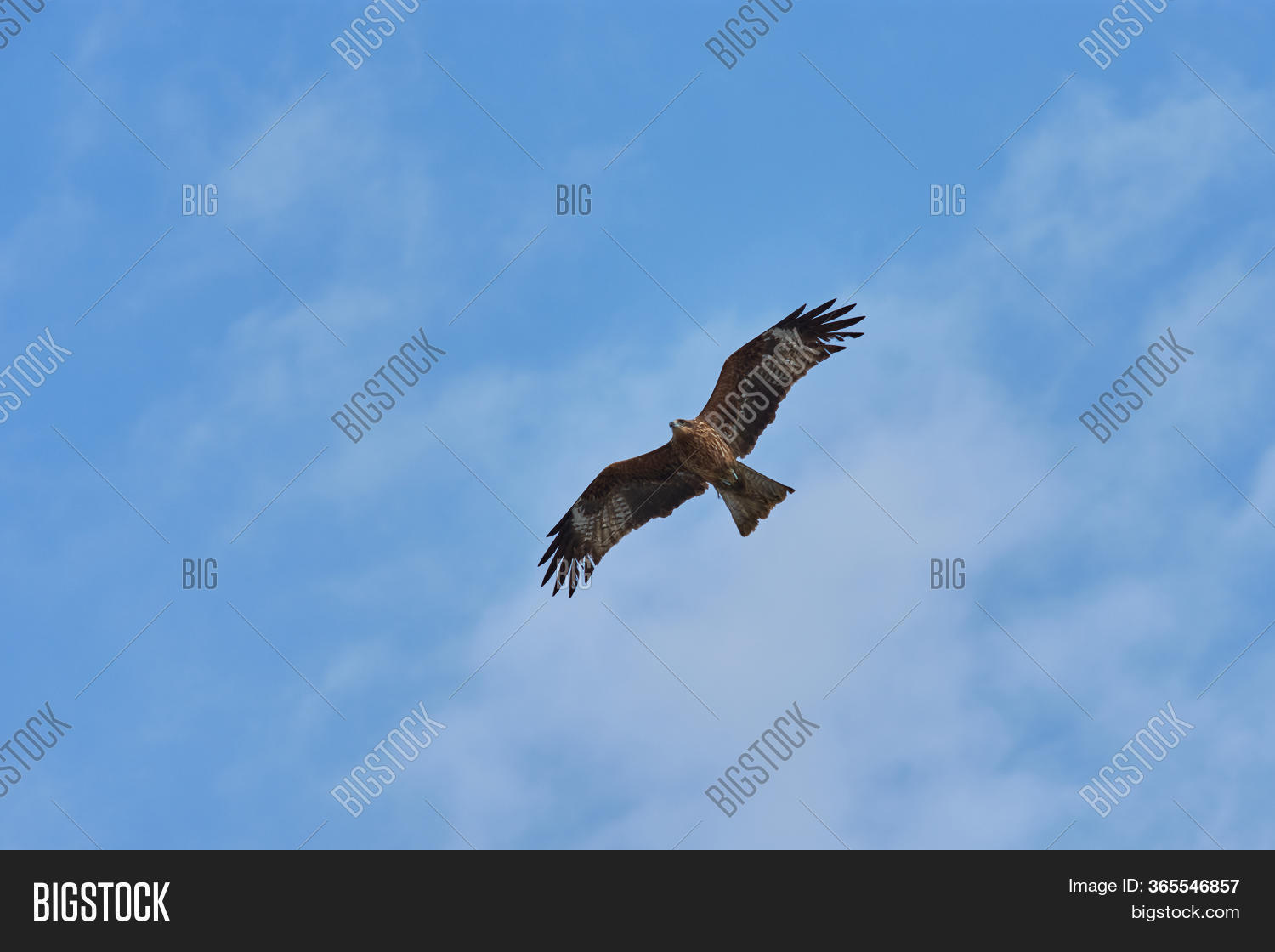 Hawk Flying Against Image & Photo (Free Trial) | Bigstock