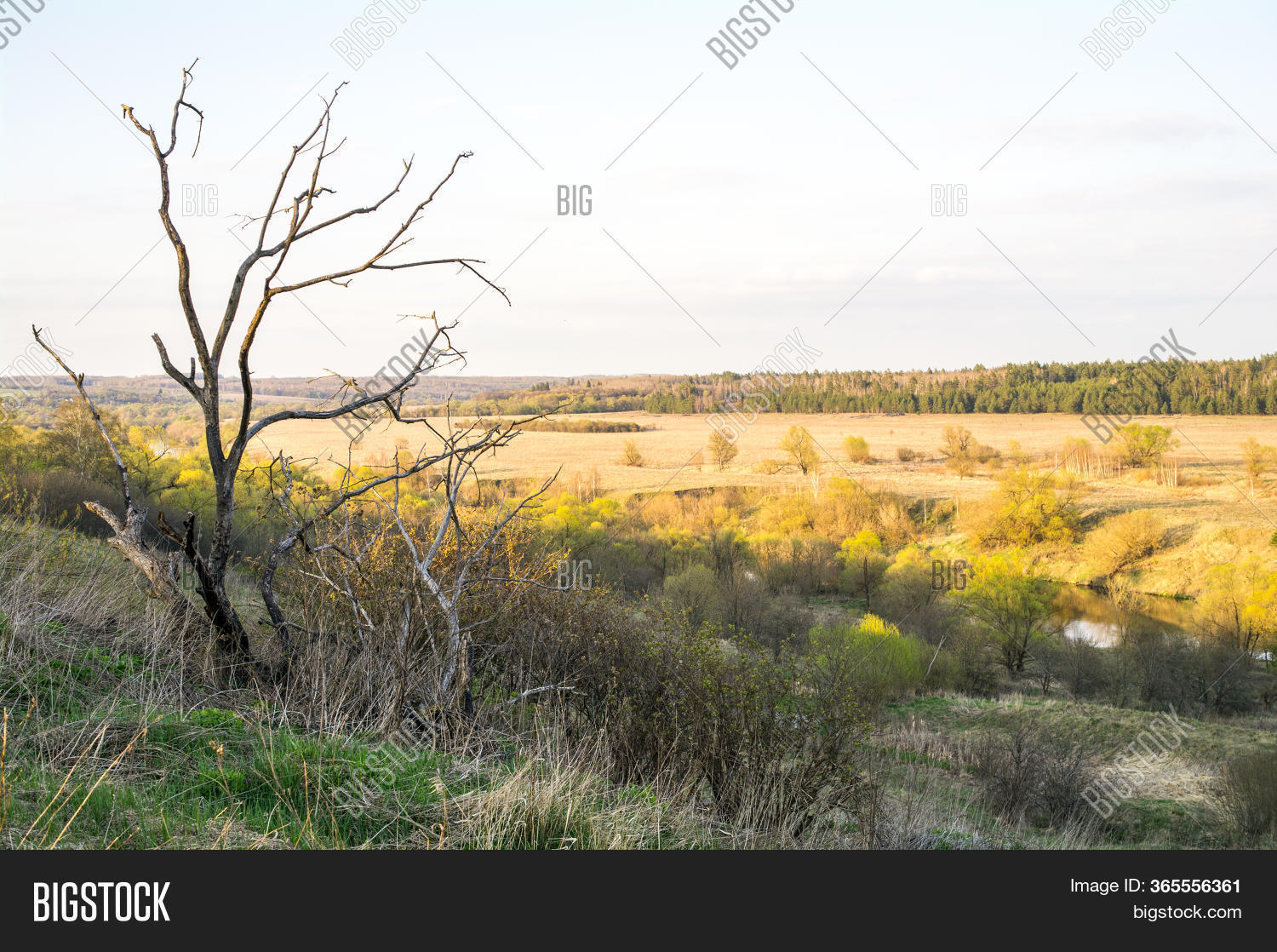 Withered Tree On Image & Photo (Free Trial) | Bigstock