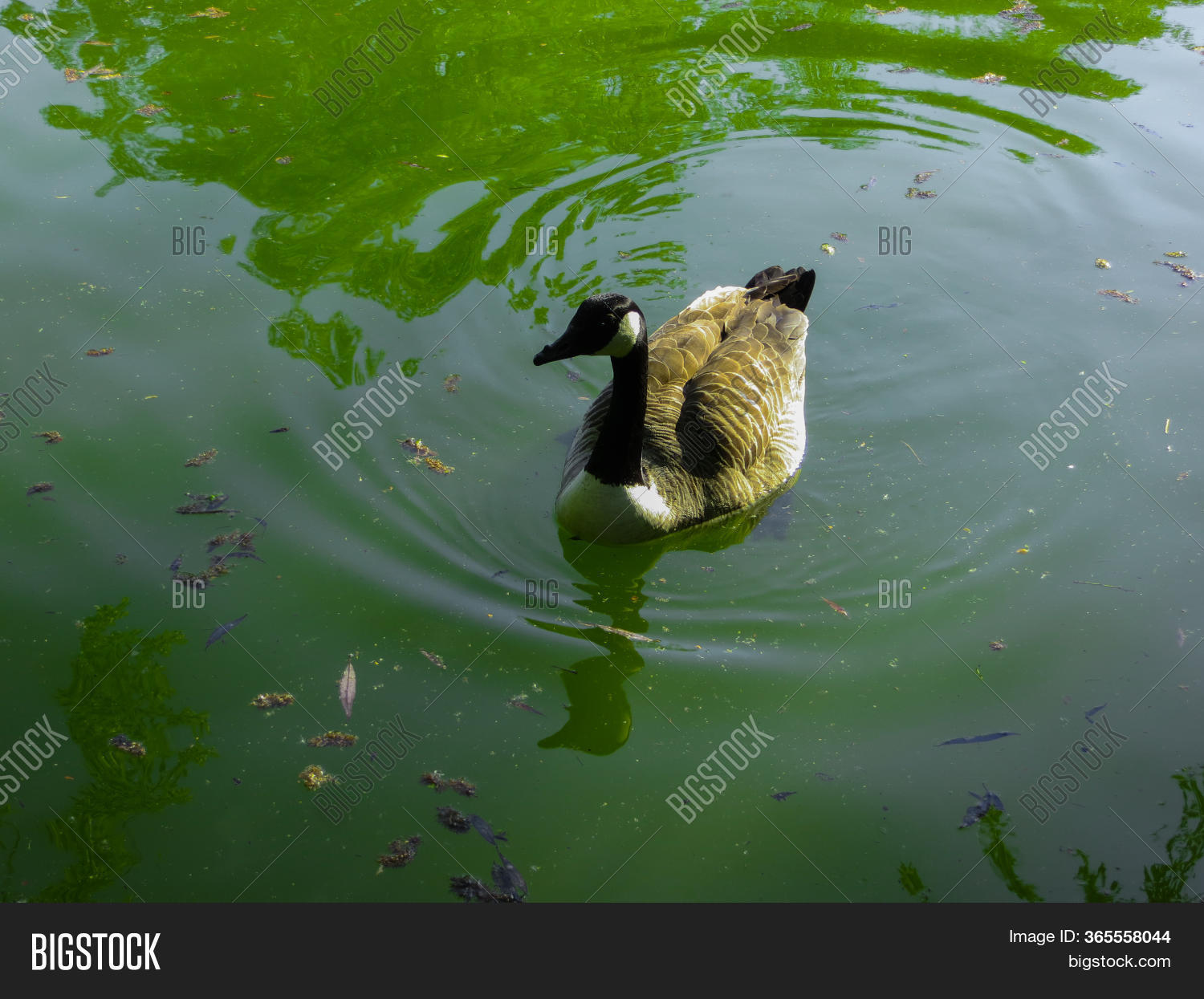 Wild Geese Swim Pond Image & Photo (Free Trial) | Bigstock