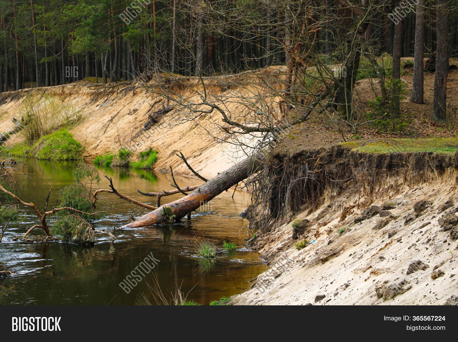 Pine Tree Fell Into Image & Photo (Free Trial) | Bigstock