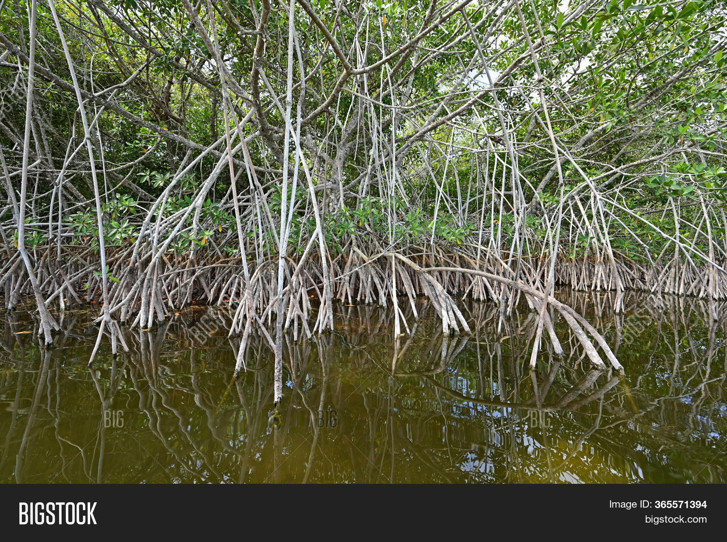 Tangle Roots Red Image & Photo (Free Trial) | Bigstock