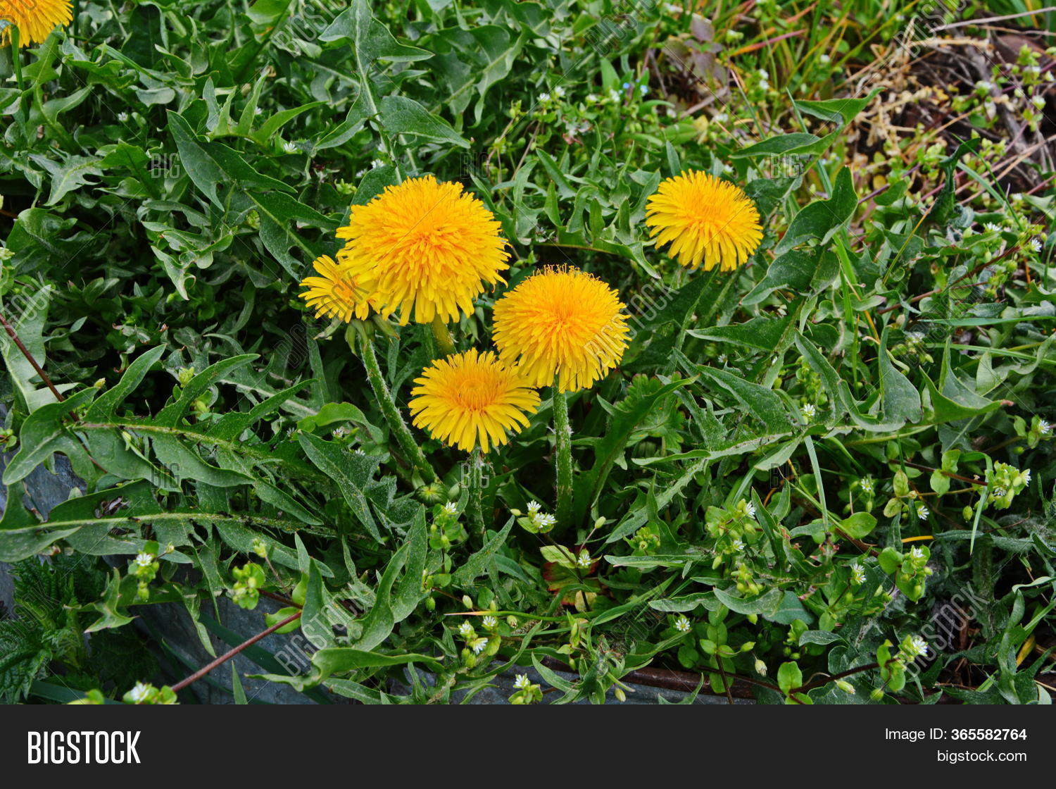 Macro Photo Dandelion Image & Photo (Free Trial) | Bigstock