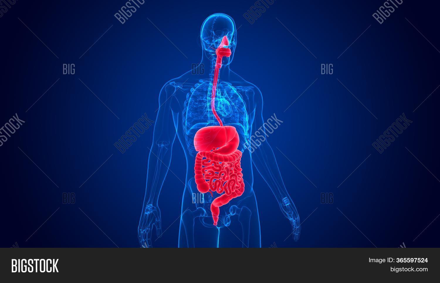 3d Illustration Human Image & Photo (Free Trial) | Bigstock