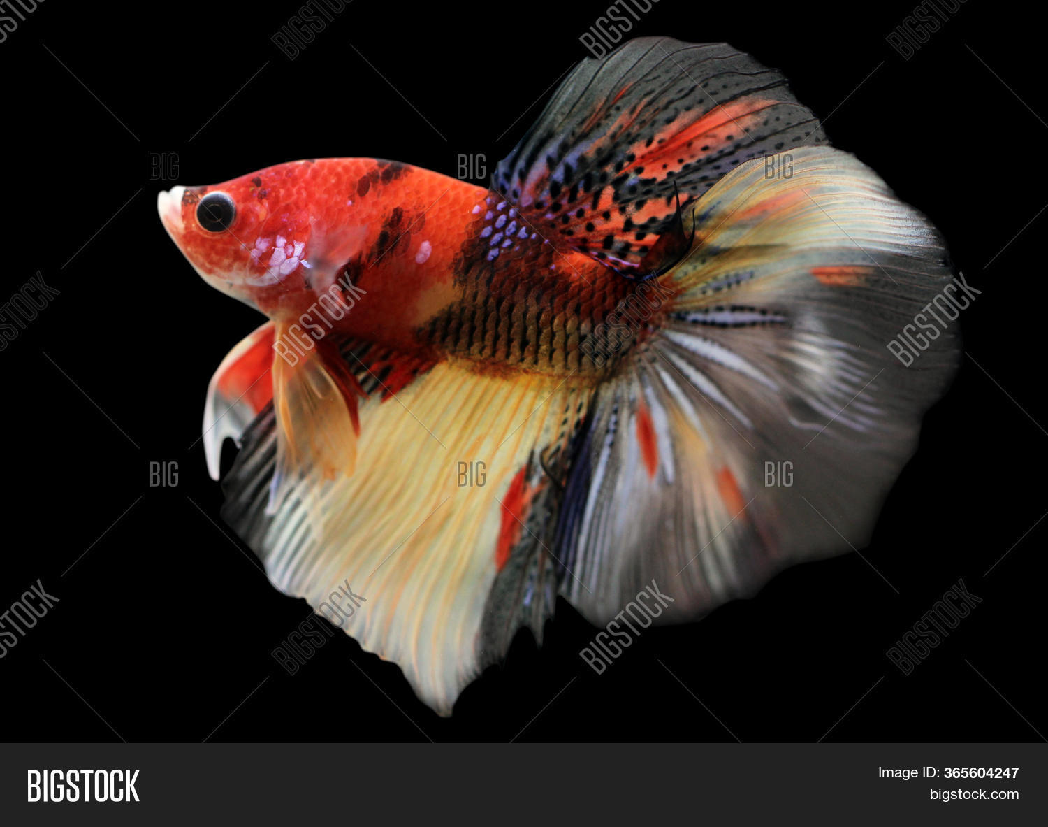 Betta Nemo Hm Halfmoon Image & Photo (Free Trial) | Bigstock