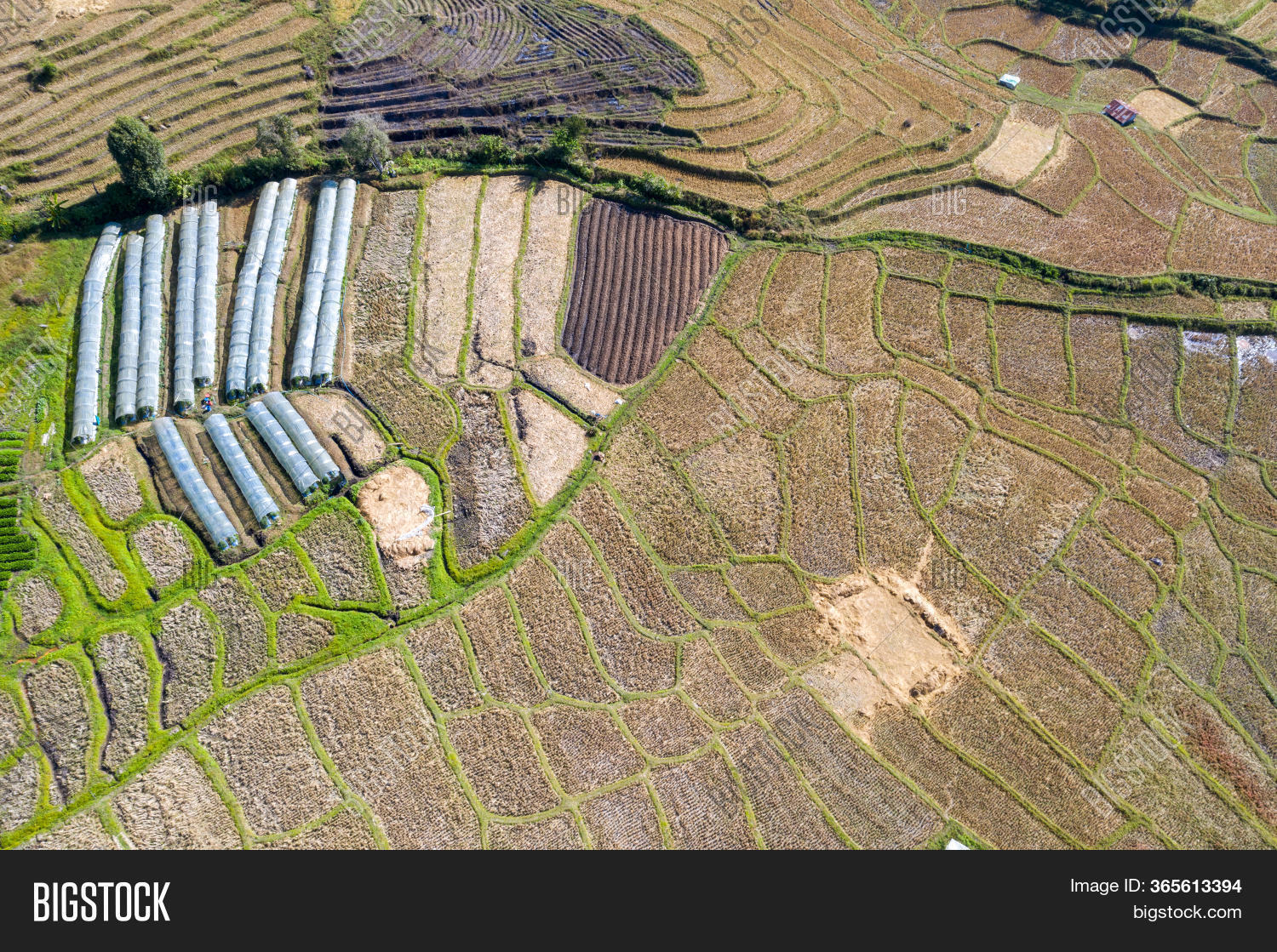 Terraced Rice Field Image & Photo (Free Trial) | Bigstock