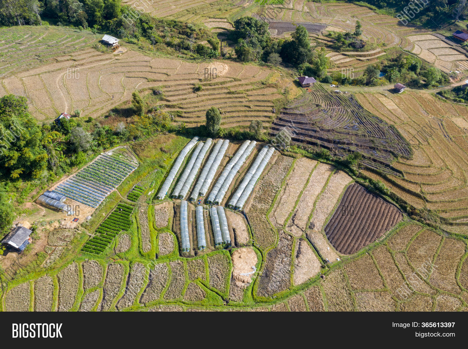 Terraced Rice Field Image & Photo (Free Trial) | Bigstock