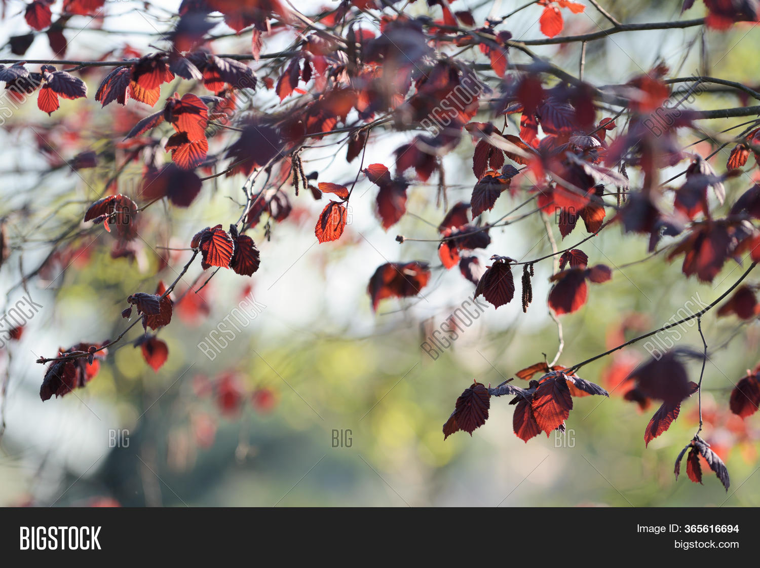 Hazelnut On Branch Red Image & Photo (Free Trial) | Bigstock