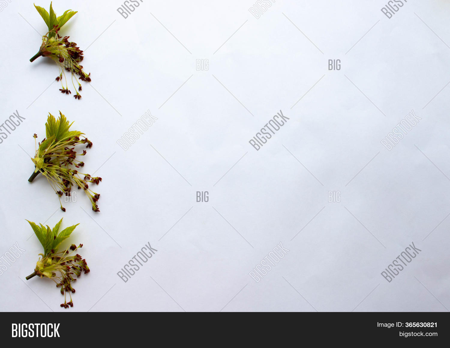 Flower American Ash Image & Photo (Free Trial) | Bigstock