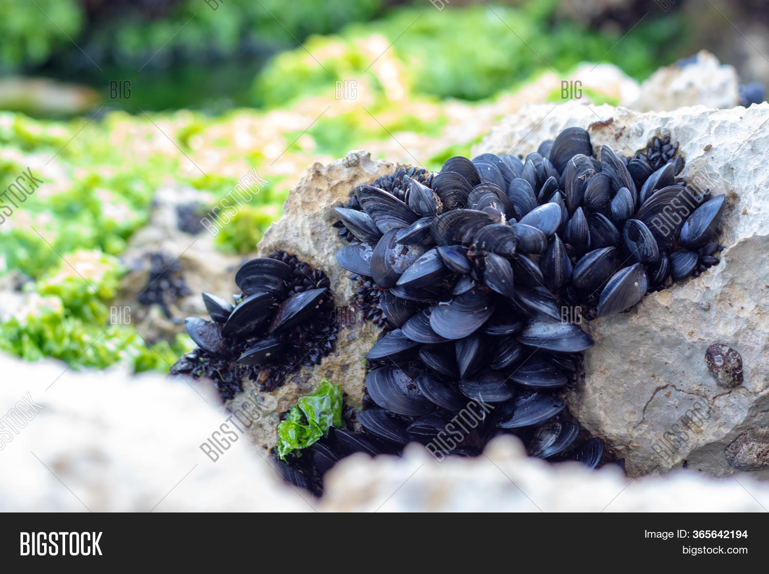 Many Tiny Black Mussel Image & Photo (Free Trial) | Bigstock