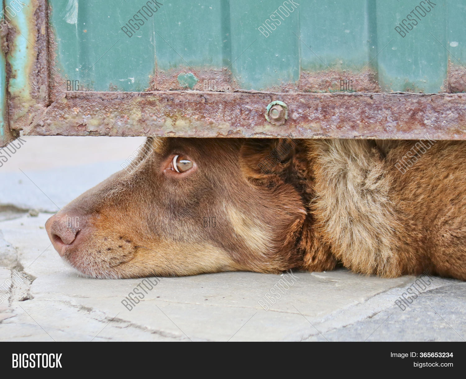 Sad Guard Dog On Chain Image & Photo (Free Trial) | Bigstock