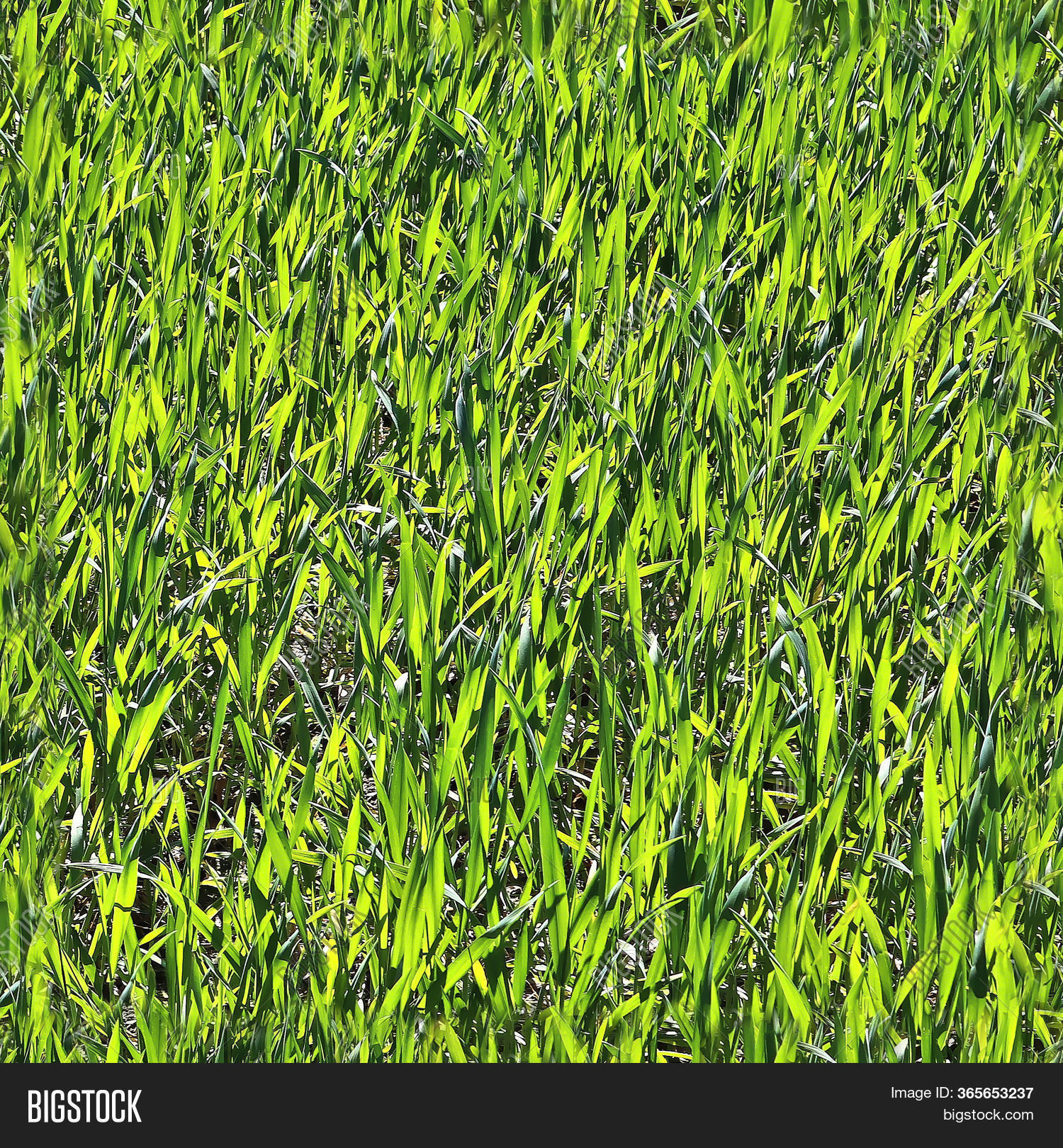 High Resolution Foto Image & Photo (Free Trial) | Bigstock