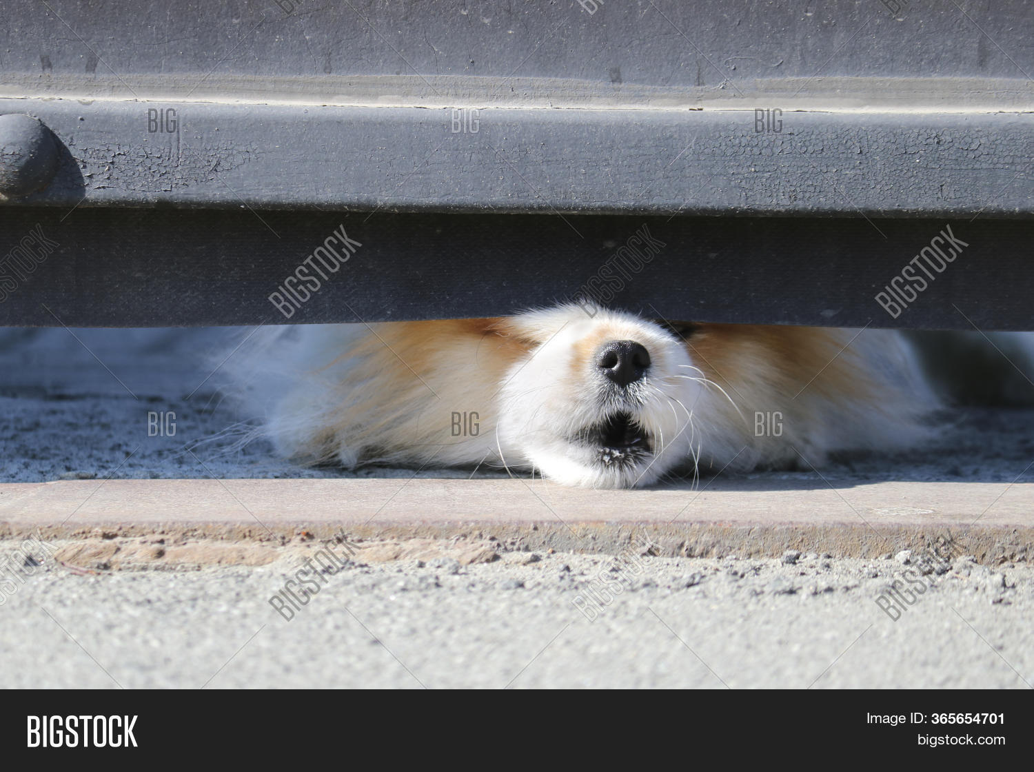 Small Dog Looks Out Image & Photo (Free Trial) | Bigstock