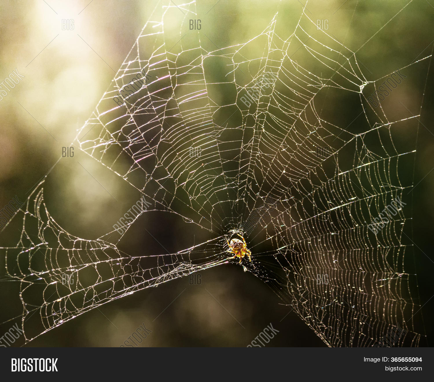 Web Spider Forest On Image & Photo (Free Trial) | Bigstock